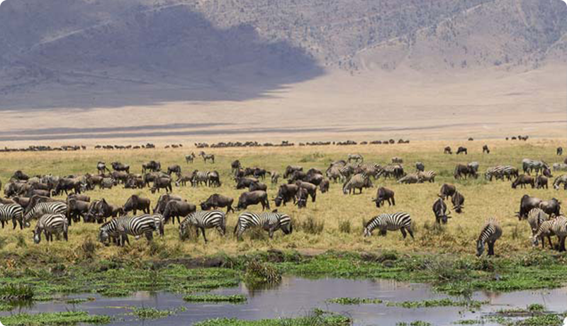Ngorongoro Crater | Ngorongoro Conservation area